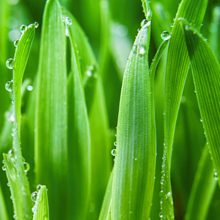 Our research for your well-being | Zuccari