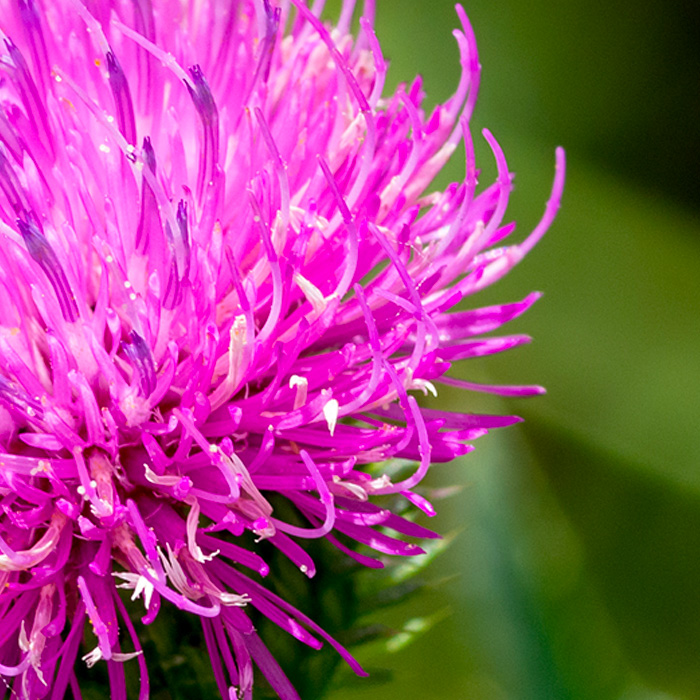 La nostra ricerca al servizio del tuo benessere | Zuccari